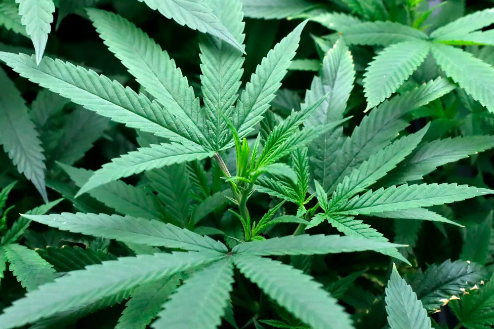 Trump just issued a major marijuana executive order—Here's what changes ...