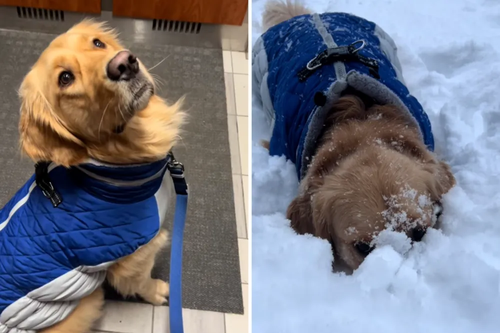 Does Your Dog Love the Snow? Expert Says There Could Be a Key Reason ...