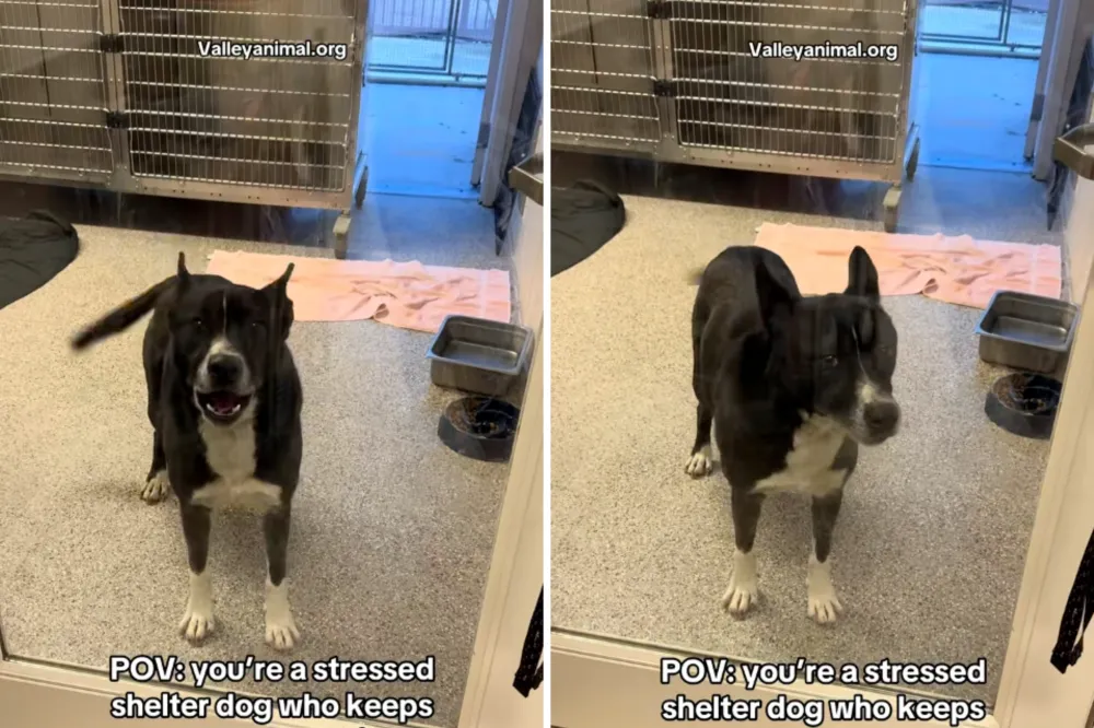 Dog Keeps Getting Overlooked at Shelter—Now He’s ‘Fading in the ...