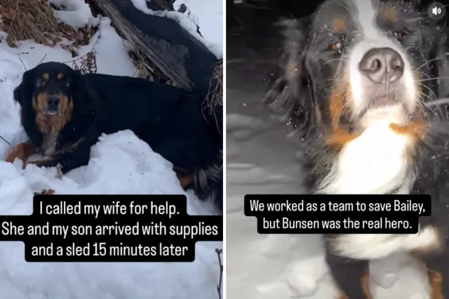 Bernese Mountain Takes Off on Walk, Owners Shocked at What He Leads ...