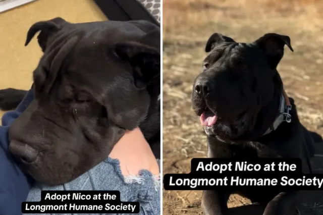 Tears as Dog in Shelter More Than 600 Days Begs for ‘A Chance’ To Be ...