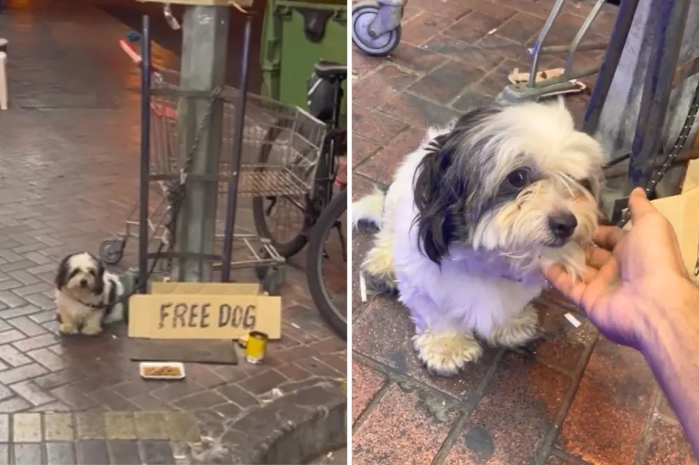 Heartbreak Over Face of Dog Abandoned, Tied Up Next to Sign Saying ...
