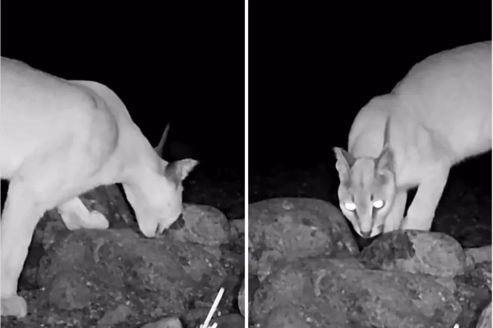 ‘Critically Endangered’ Apex Predator Caught on Trail Cam in Rare ...