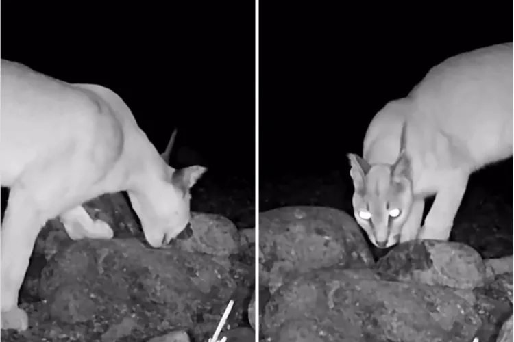 ‘Critically Endangered’ Apex Predator Caught on Trail Cam in Rare ...