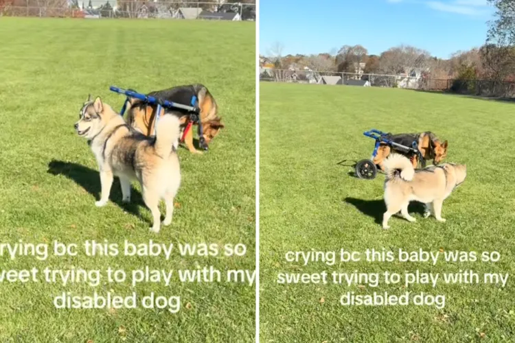 Owner Films Disabled Dog at Park—Not Ready for What’s Captured: ‘My ...