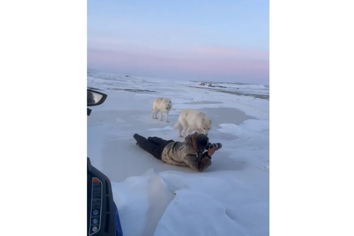 Photographers Shown Capturing Stunning Arctic Views—Then the Wolves ...