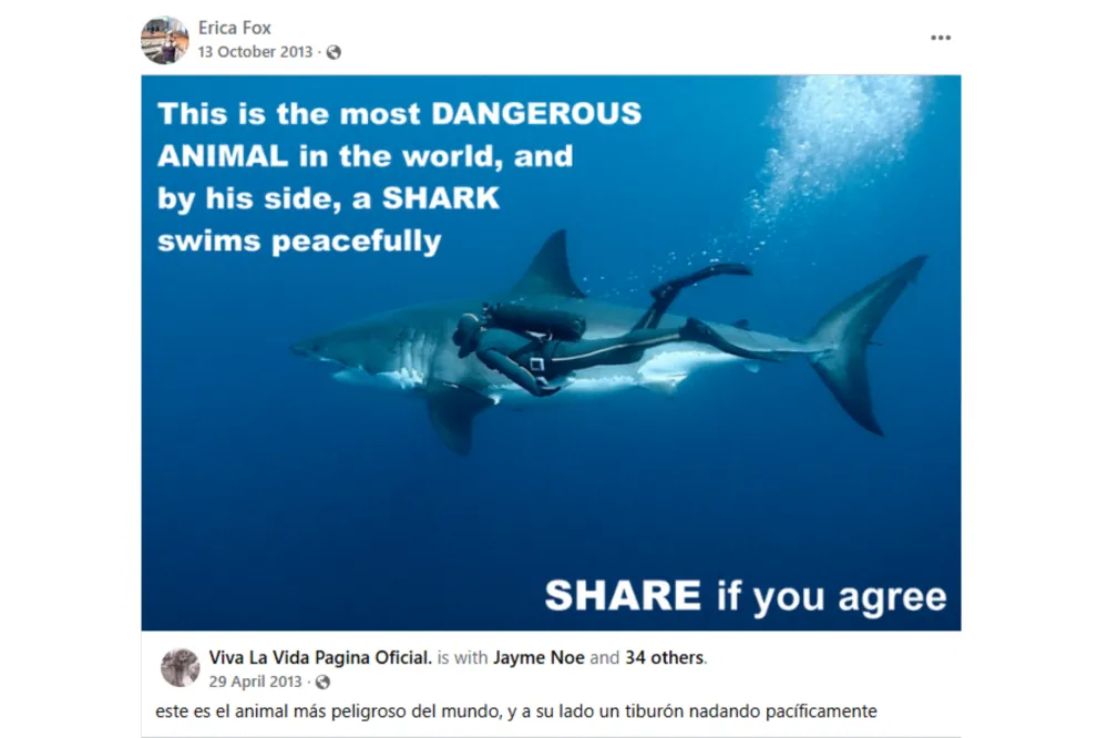 Body Found After Shark Seen With Swimmer in Its Jaws - Newsweek