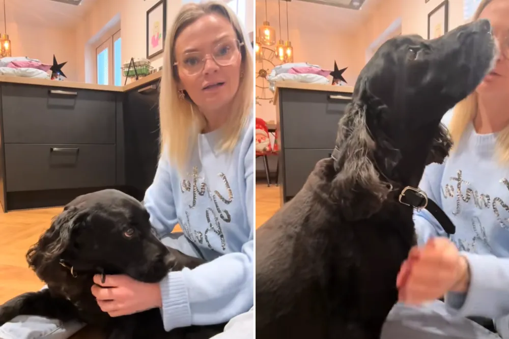 Senior Poodle Faces Coyote Attack in Backyard, Shock at What Happens ...