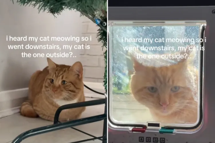 Woman Hears Her Cat Meowing, Shock Over Who She Finds Waiting ...