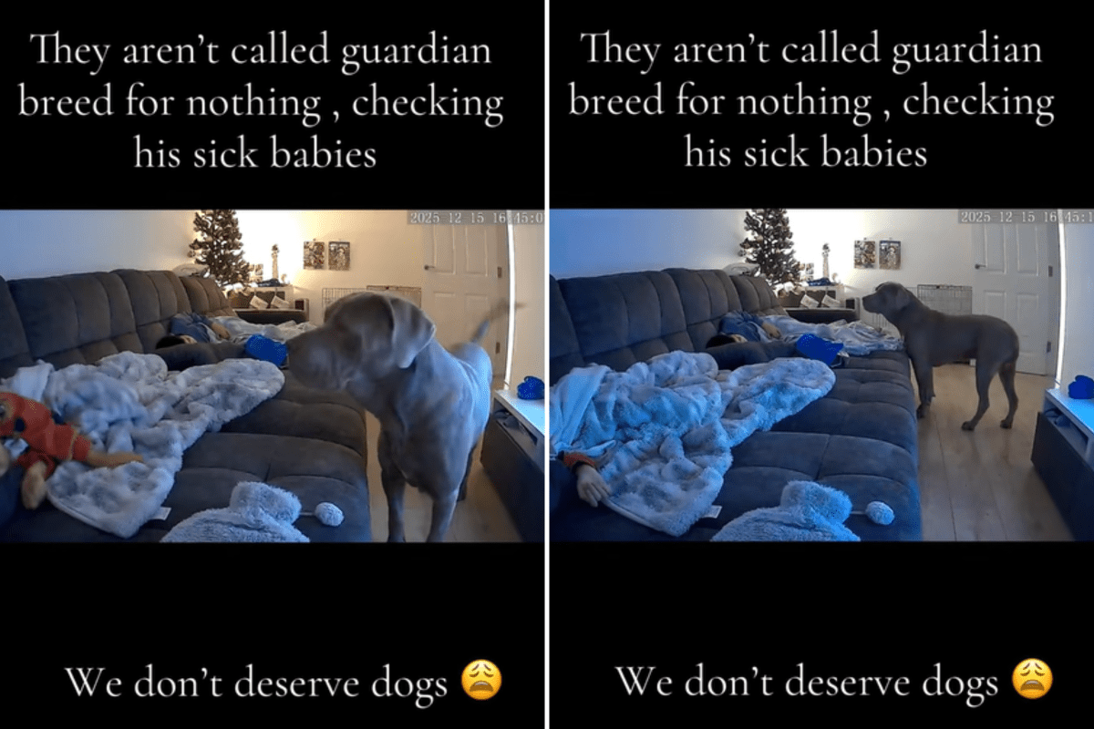 Moment Cane Corso Checks on ‘His Sick Babies’ Melts Hearts - Newsweek