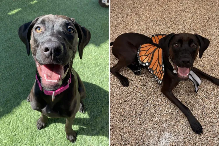 Labrador Mix Returned Twice To Shelter for No Fault of Her Own - Newsweek