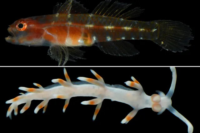 Scientists May Have Discovered 20 New Species in ‘Twilight Zone’ - Newsweek