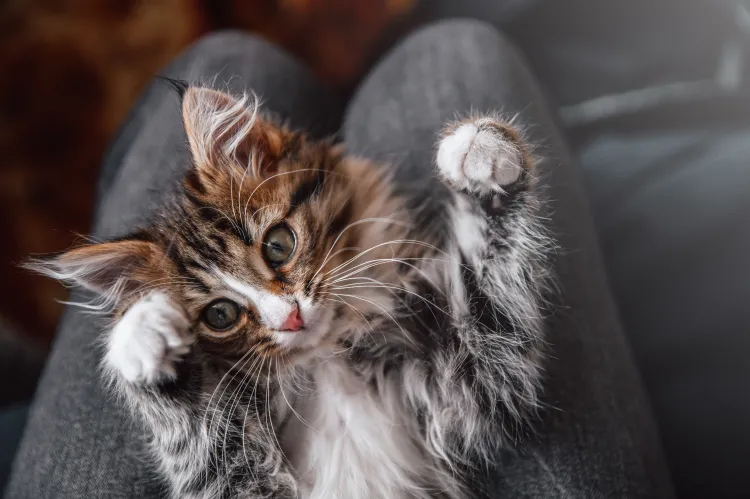 Kitten Found Behind Costco Trash Compactor, Tears at Update That ...