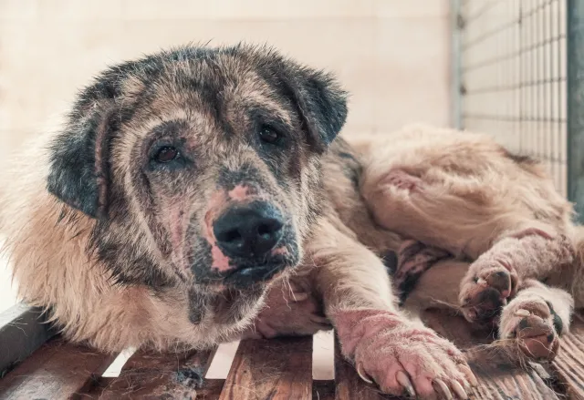 Tears at What Happens After 14-Year-Old Dog Is Dumped on Christmas Eve ...