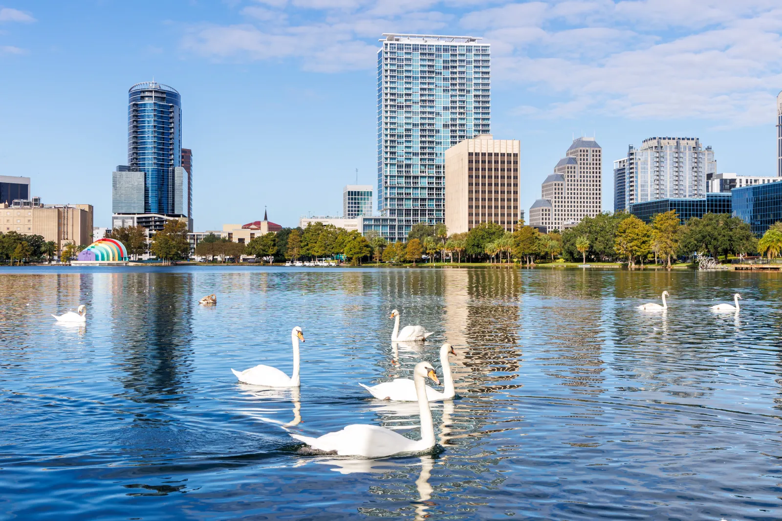 Mass Swan Death in Florida Sparks Cover-up Claims - Newsweek