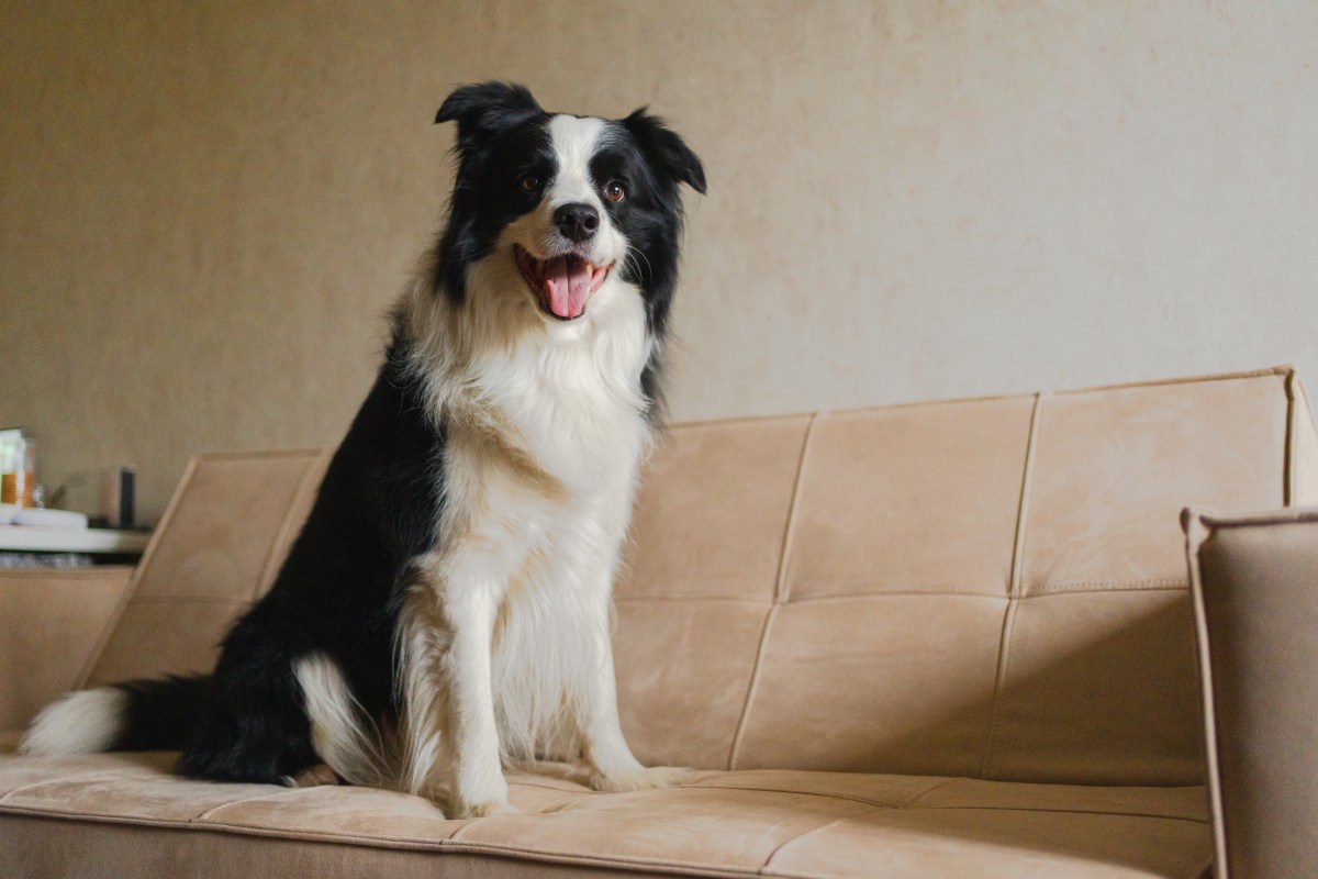 Border Collie Watches ‘Stranger Things’ With Owner, Then Hears Her Name ...