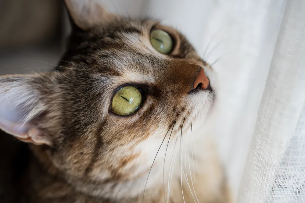 Owner Takes Photo of Cat at Home, Realization About Eyes Goes Viral ...