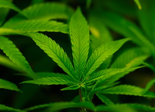 Trump Poised to Reclassify Marijuana as Schedule III on Thursday ...