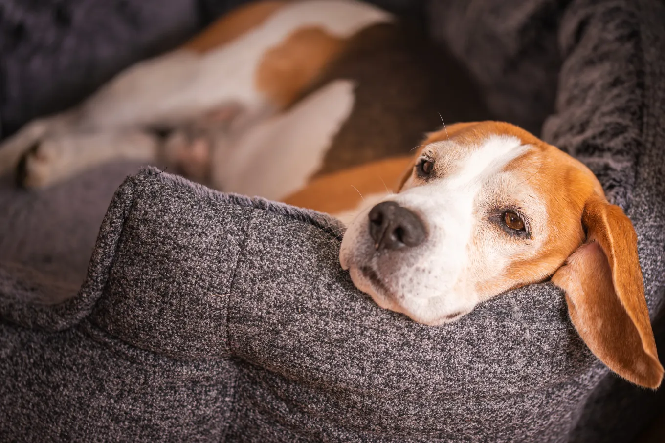 Dog Breeds With the Longest Life Spans—and How To Help Yours - Newsweek