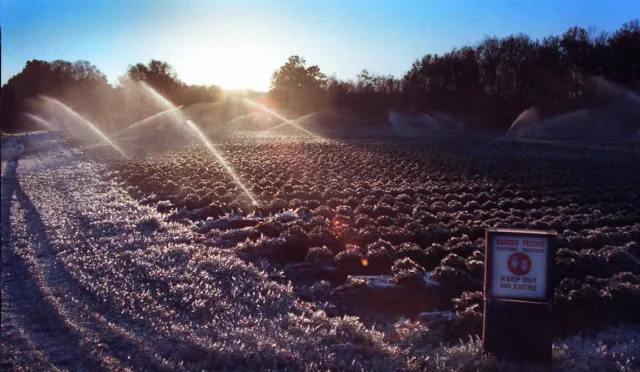 Florida freeze warning map shows cities facing chilly temperatures ...