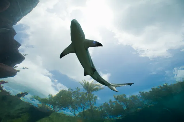 California shark attack: Surfer bitten in 'rare' encounter - Newsweek
