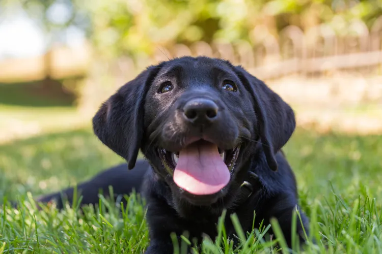 Owners Rescue ‘Lab Mix’ Puppy As First Dog, DNA Test Reveals Shocking ...