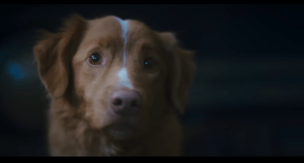 Thousands Sign Petition Calling for Dog To Receive Honorary Oscar ...