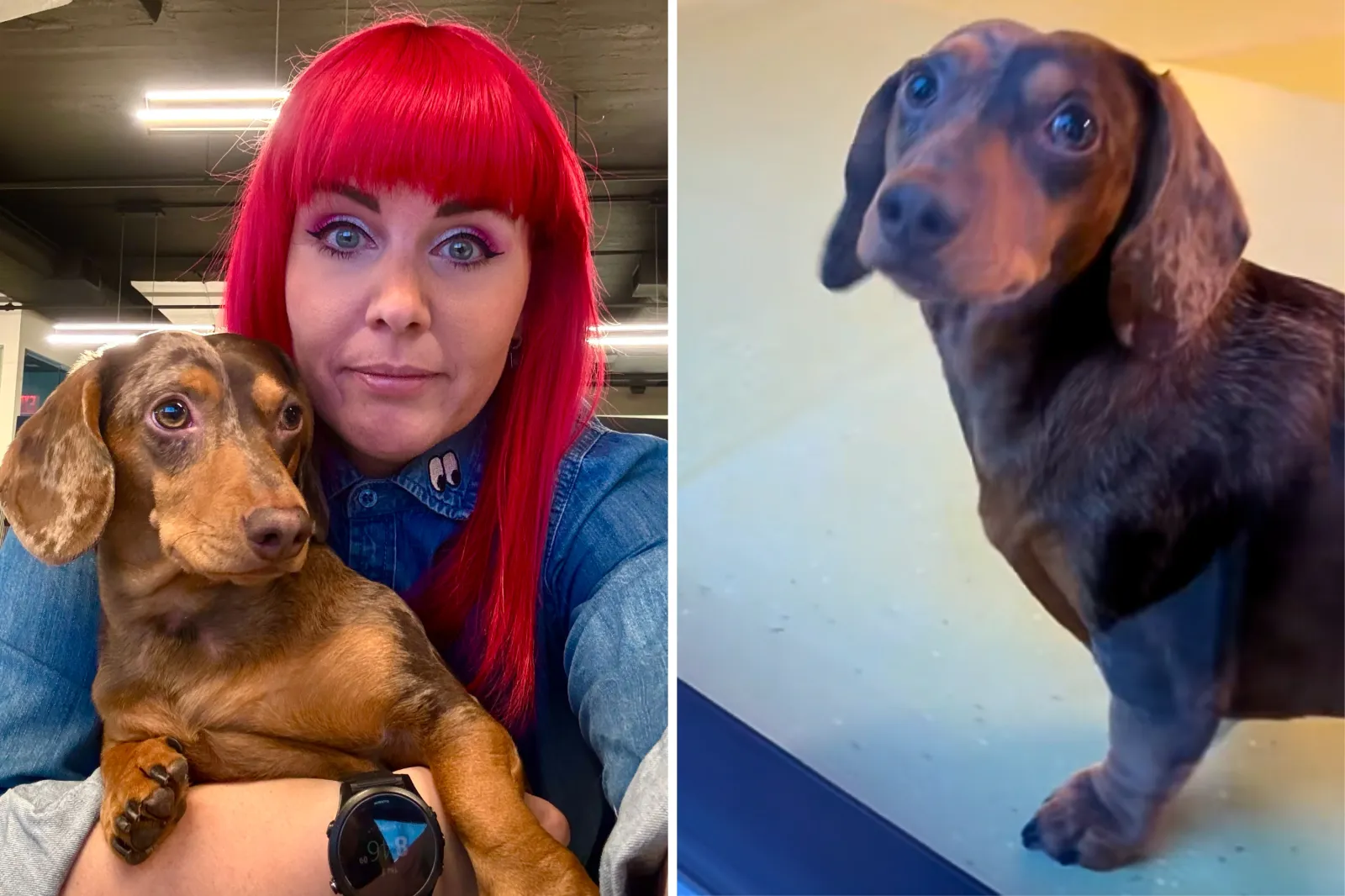 Hearts Melt at Look Dog Pulls To ‘Make Sure’ Owner Has Come To Get Him ...