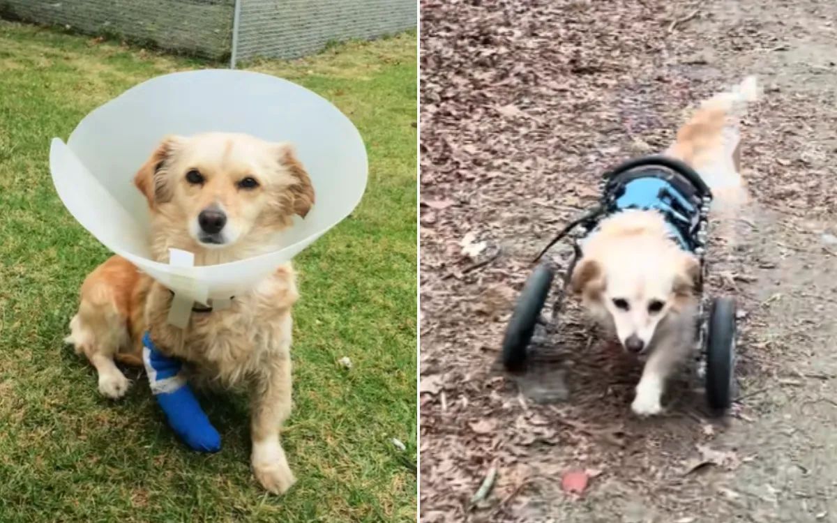 Abandoned Dog Gets Cast Put On Broken Leg–Four Weeks Later It’s ...