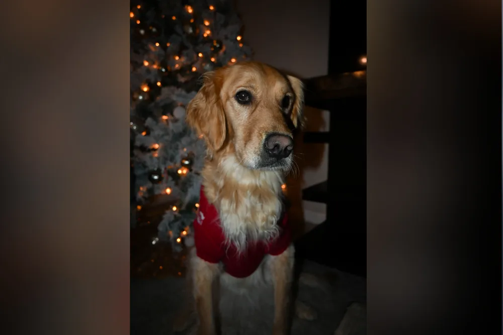 Pet Cam Captures Christmas Tree on Floor, Retriever’s Reaction Goes ...