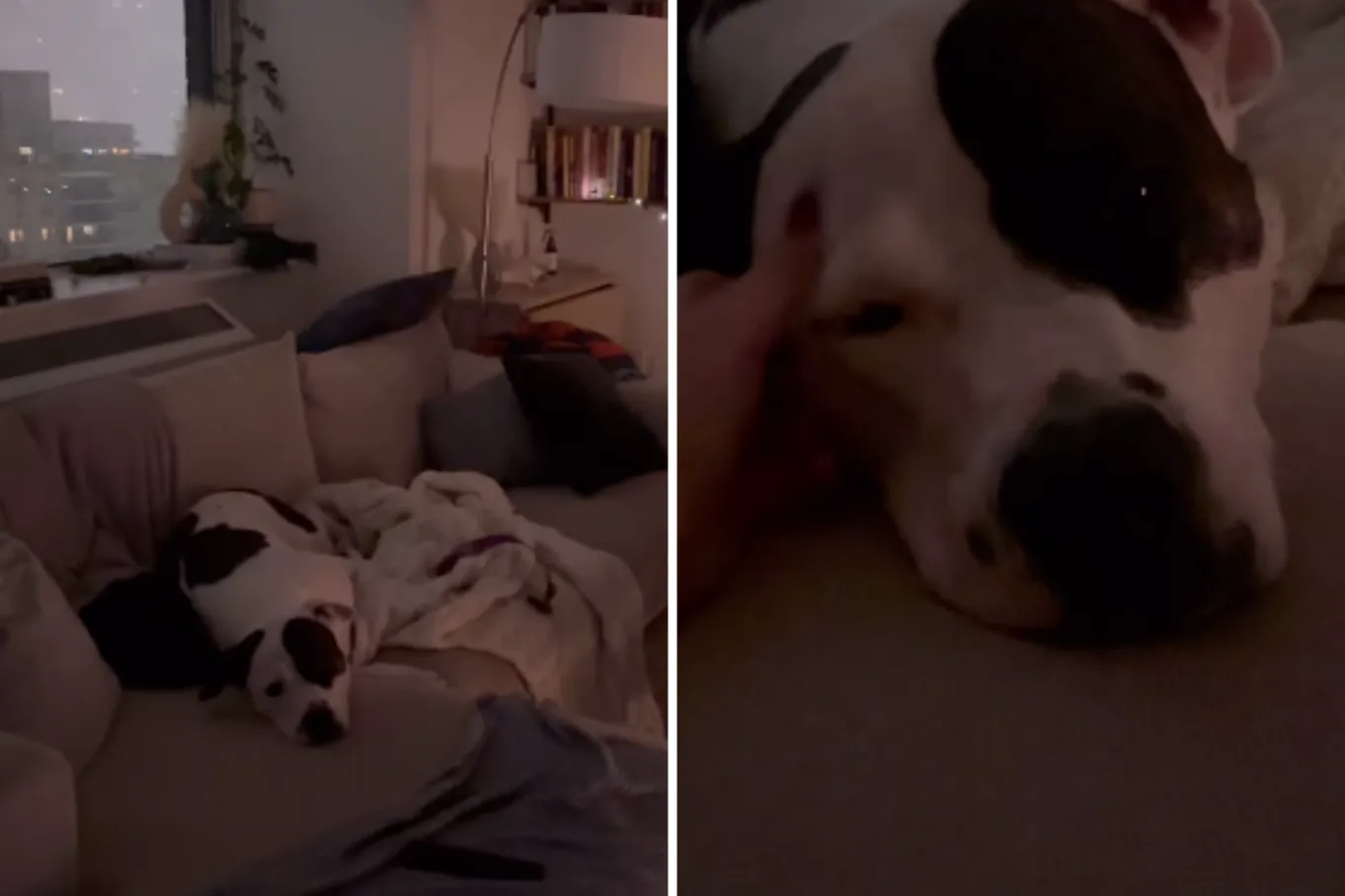 Woman Not Expecting How Dog Reacts to Scared Foster’s First Night at ...