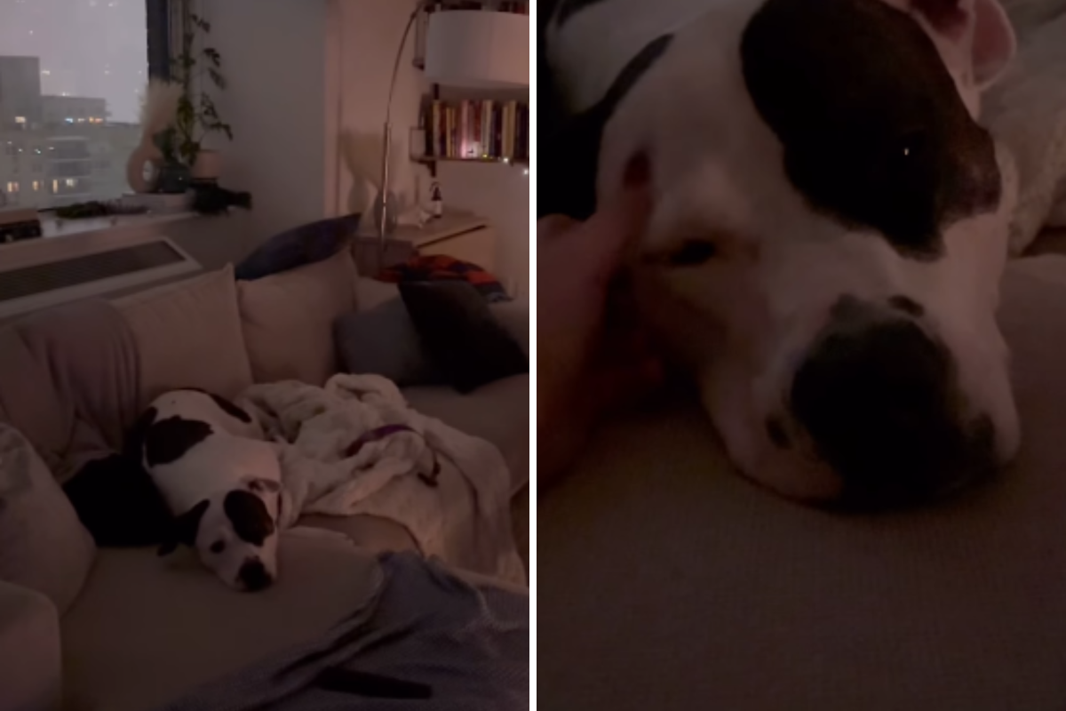 Woman Not Expecting How Dog Reacts to Scared Foster’s First Night at ...