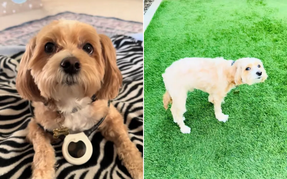 Dog Supposed To Be Paralyzed From Waist Down, But He ‘Didn’t Get The ...