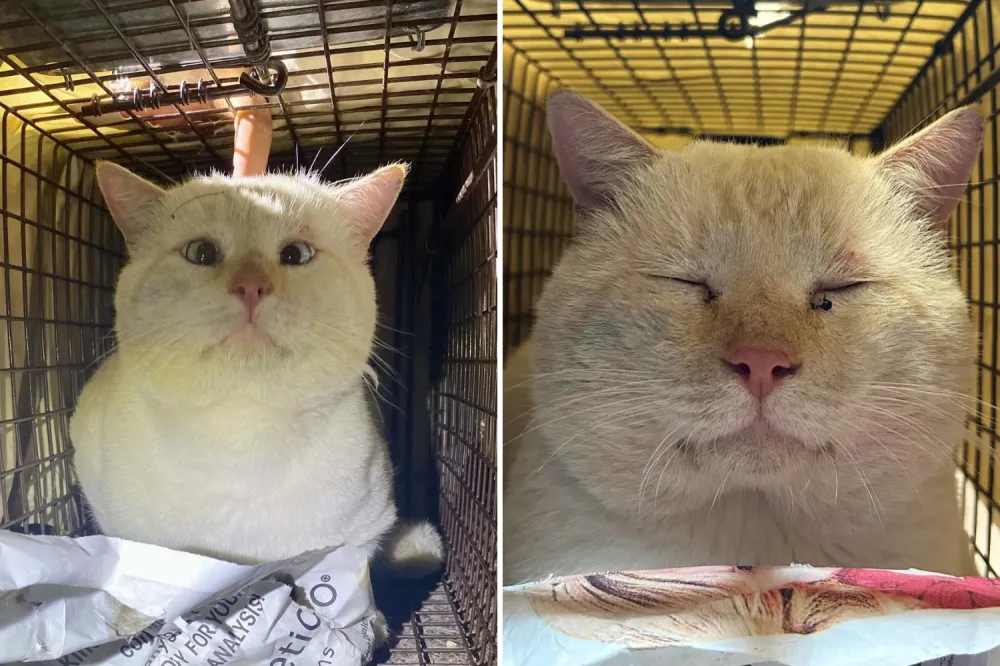 Woman Expects To Trap and Release Feral Cat—Then the Unexpected Happens ...