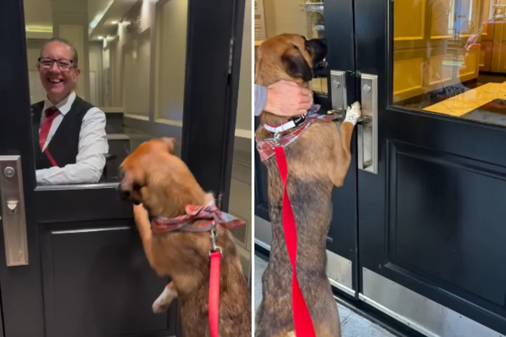 Hearts Melt at Who Dog Visits Every Single Night on New York City Walk ...