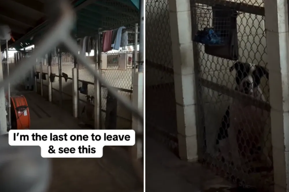 Volunteer Is Always Last to Leave Shelter—Shares View That Breaks Her ...