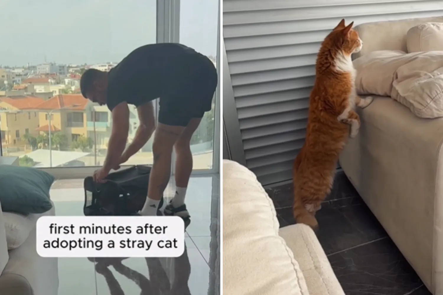 Family Adopts Cat, Not Ready for What She Does 20 Minutes After Coming ...