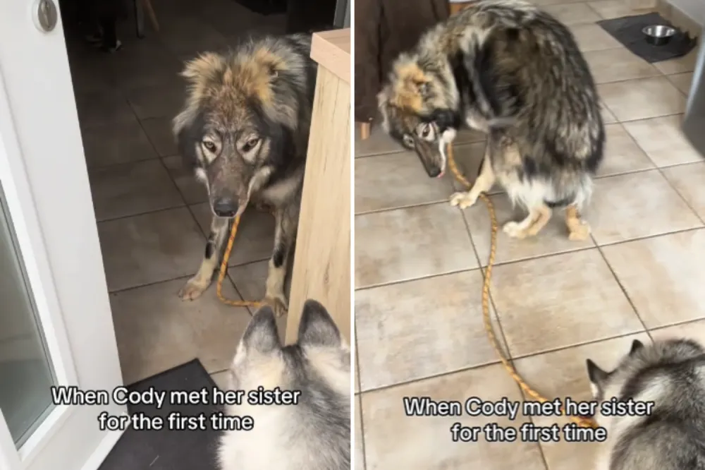 Wolf-Like Dog’s Reaction to Meeting New Sibling Shocks Internet - Newsweek
