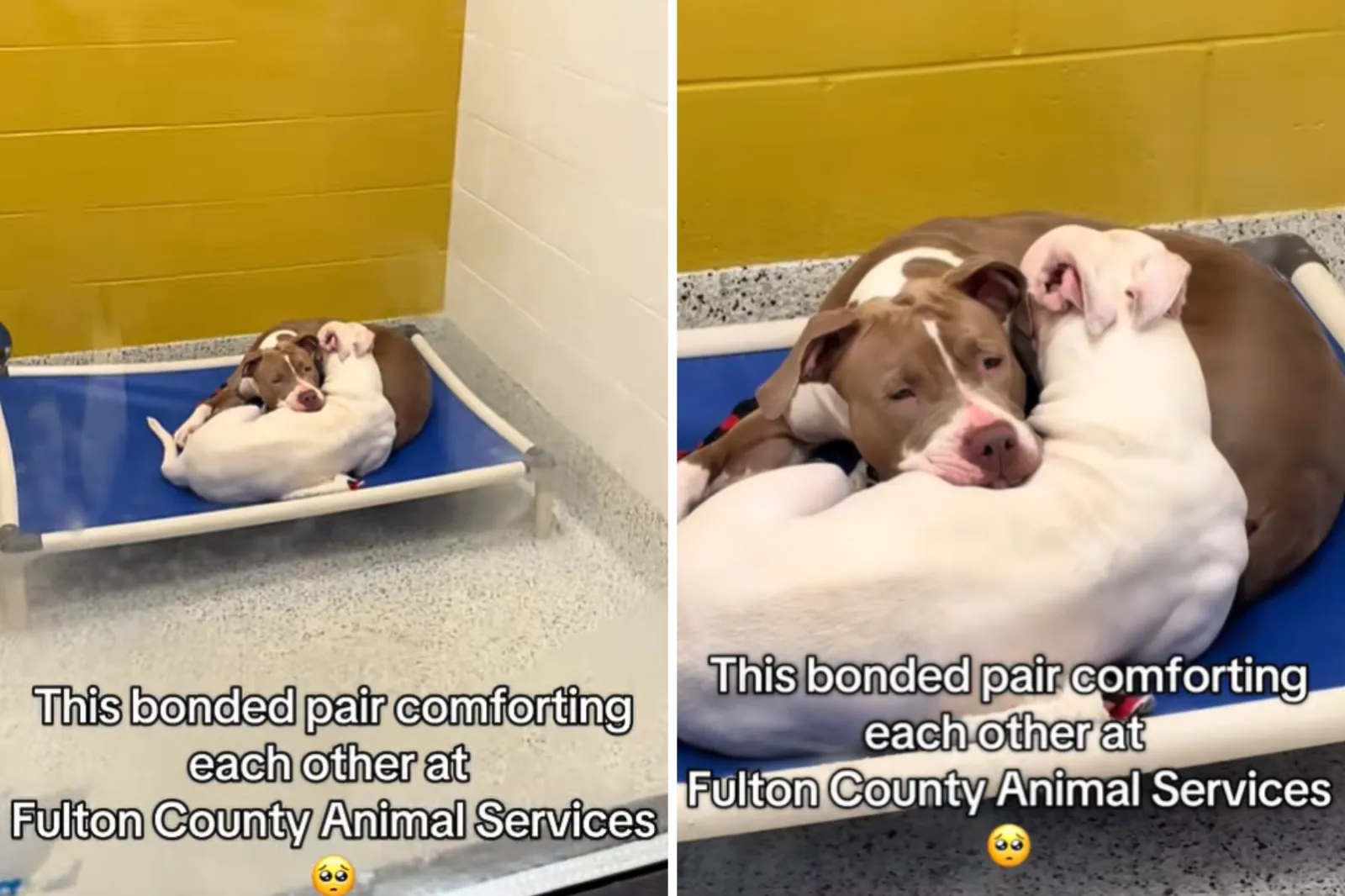 Hearts Break at ‘Bonded’ Dogs Comforting Each Other in Shelter - Newsweek