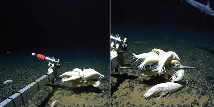 Deep-sea creatures Alicella Gigantea widespread on ocean floor - Newsweek