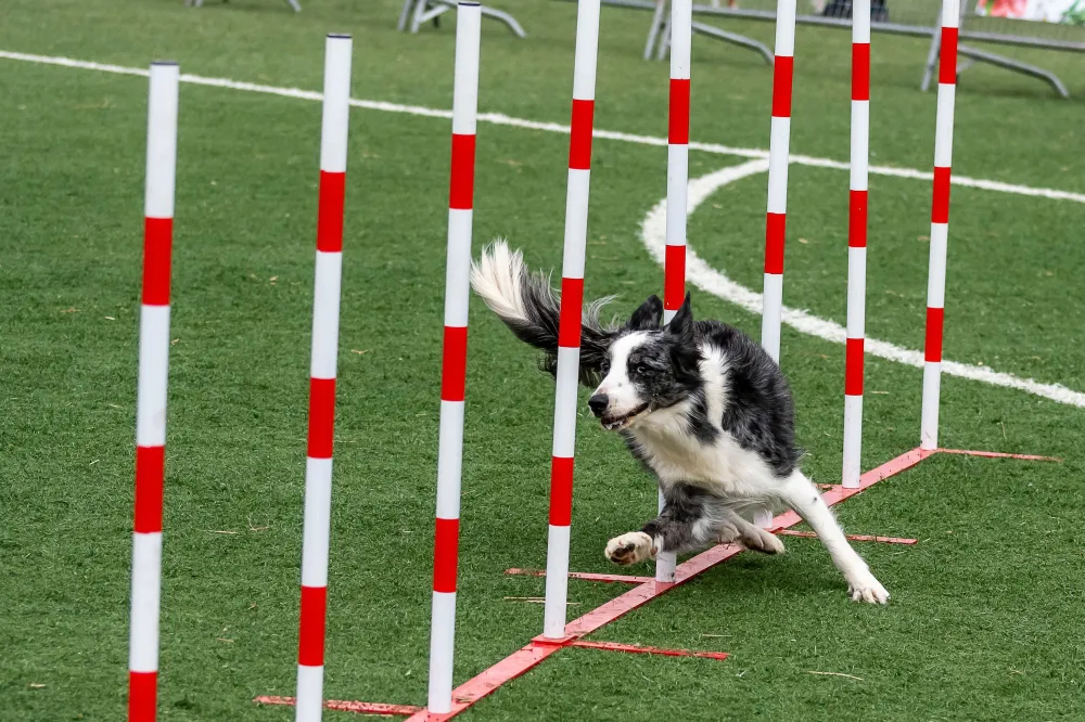 AKC National Championship: Full list of breeds and how to watch live ...