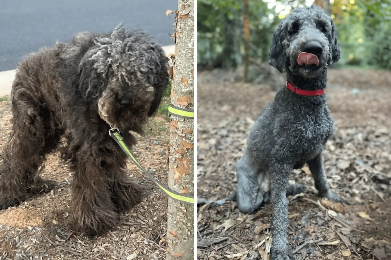 Dog Tied to Tree Lost a Leg—Then a Woman Saw Him and Everything Changed ...