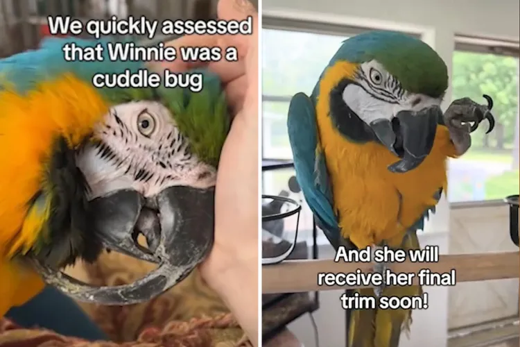 Rescue Parrot Breaks Hearts As Viewers Notice Severe Problem With Beak ...