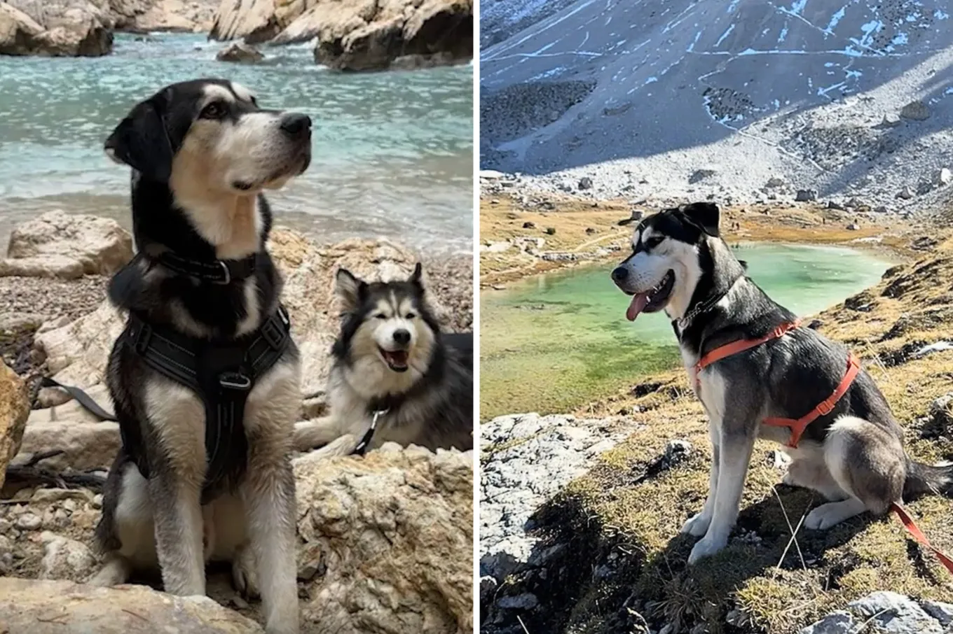 Golden Retriever and Husky Have Puppies, Internet Obsessed With Result ...