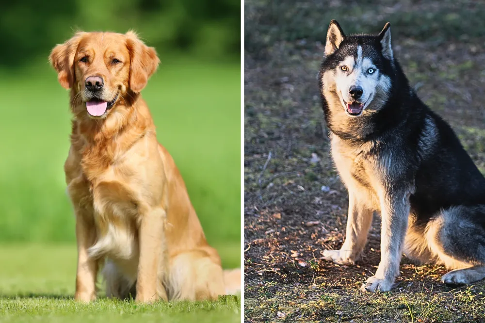 Vet Reveals the Top 5 Emotionally Intelligent Dog Breeds - Newsweek