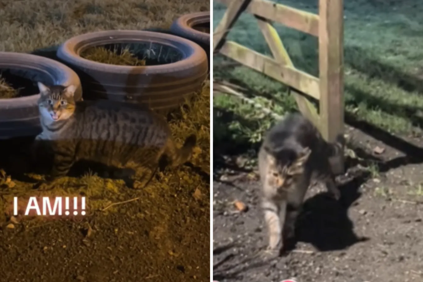 ‘Stray’ Cat Shows Up in Woman’s Garden—Then Comes Jaw-Dropping ...
