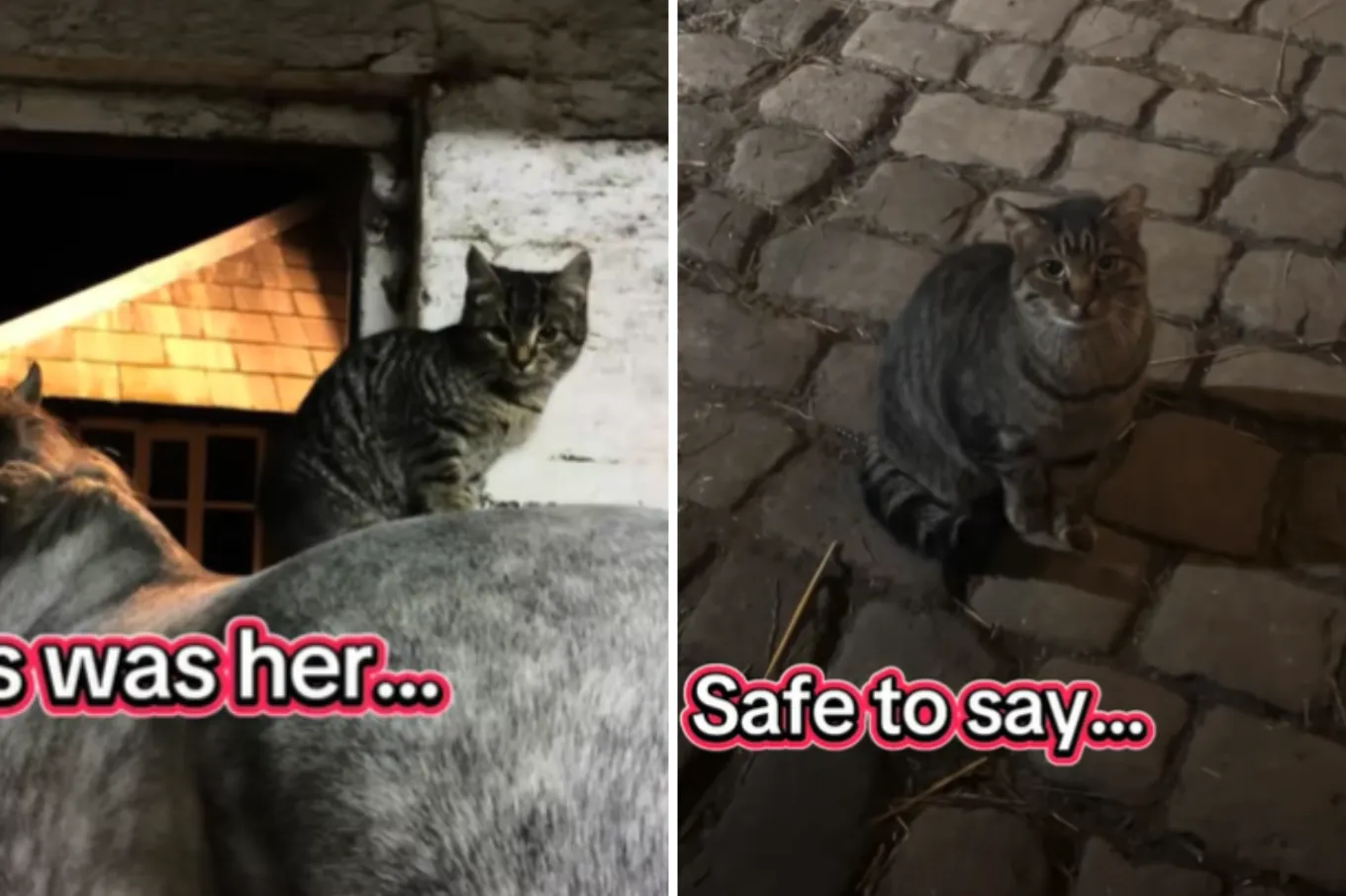 ‘Stray’ Cat Shows Up in Woman’s Garden—Then Comes Jaw-Dropping ...