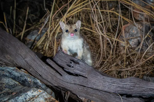 ‘Native Cat’ Thought To Have Vanished Seen for the First Time in 80 ...