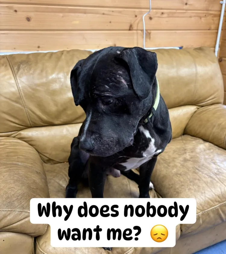 Hearts Break for Rescued ‘Bait Dog’ Covered in Scars With No ...