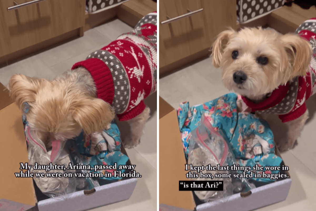 Heartbreak as Mom Lets Late Daughter& 039;s & 039;Soul Dog& 039; Smell ...